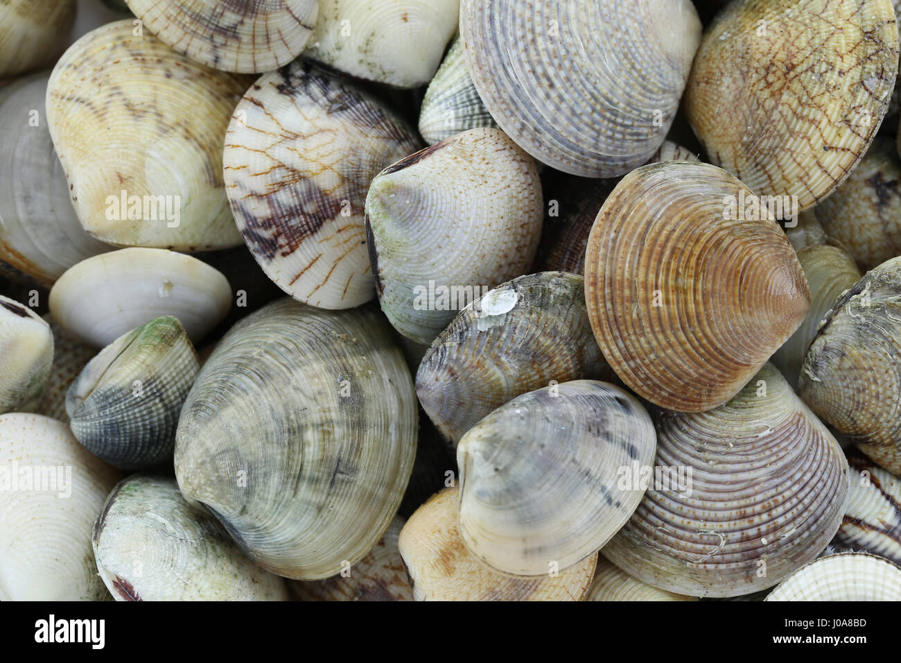 animal sea of RIDGED VENUS CLAM for ingredients cooking in thai foods ...