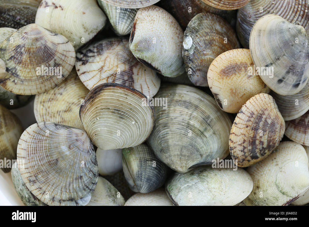 animal sea of RIDGED VENUS CLAM for ingredients cooking in thai foods ...