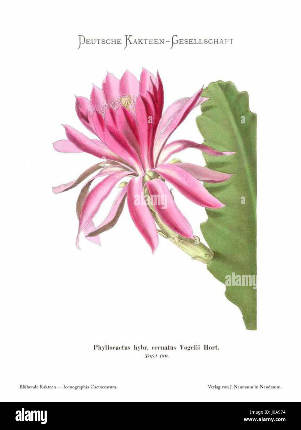 Botanical garden various species Cut Out Stock Images & Pictures - Alamy