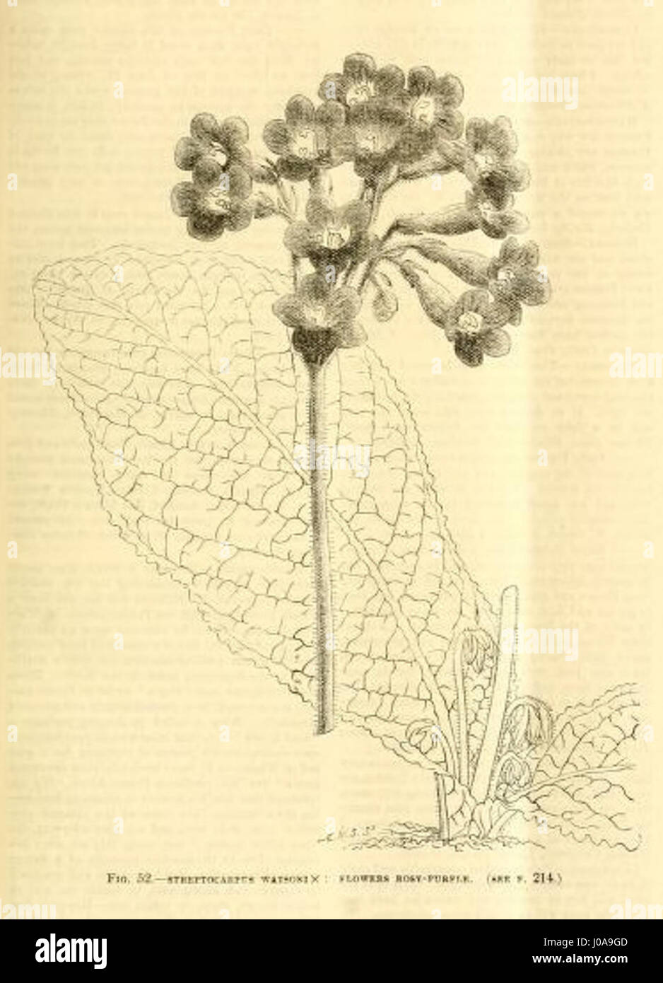 'Streptocarpus x watsonii' is a botanical illustration of a hybrid ...