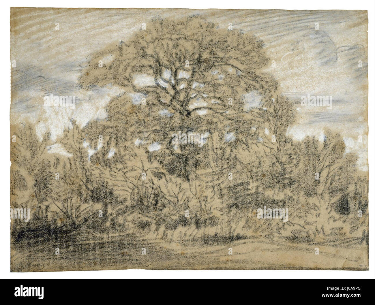 'Study of an Oak Tree' by Théodore Rousseau is a detailed study of the ...