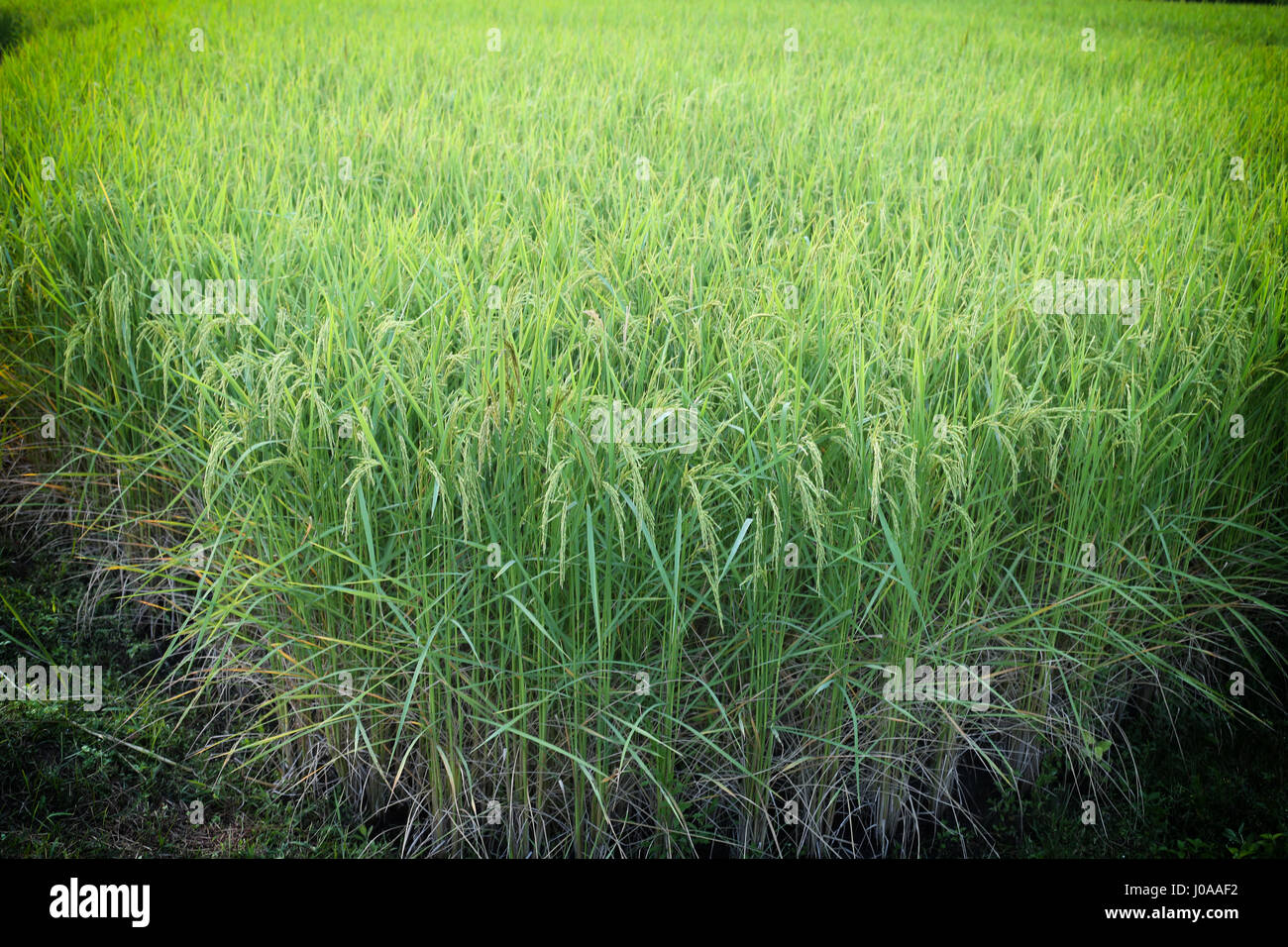 Rice plant near harvest time and evening sunlight,Agricultural lands in ...