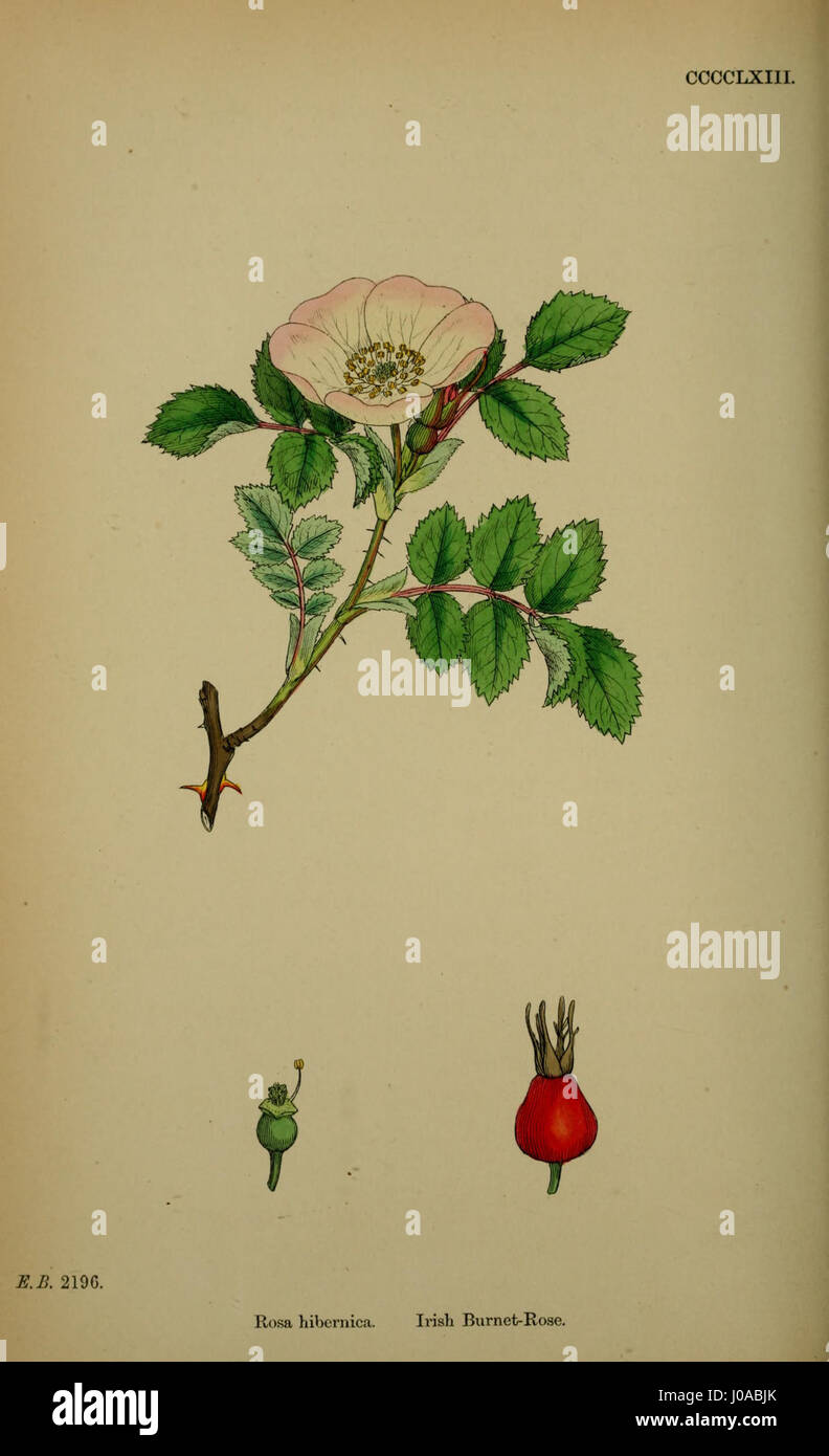 ‘Rosa hibernica’ is a species of rose native to Ireland, often known ...