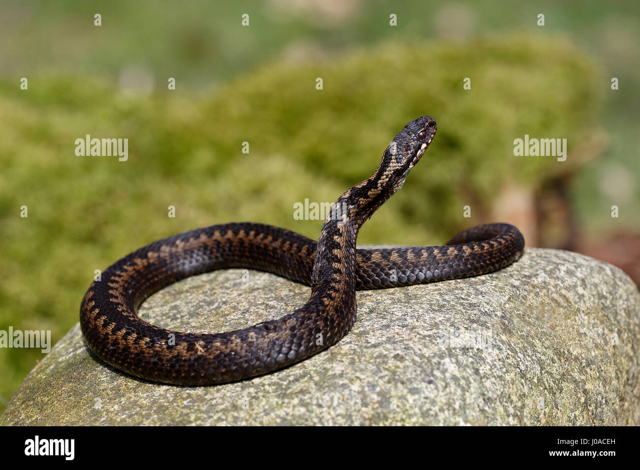 Common European viper (Vipera berus) sunbathing on stone, Schleswig ...