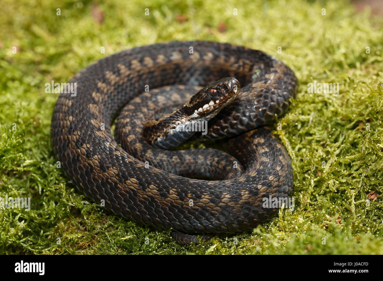 Common European viper (Vipera berus) sunbathing on moss, Schleswig ...
