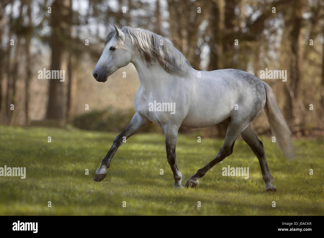 Spanish Stallion Horse High Resolution Stock Photography and Images - Alamy