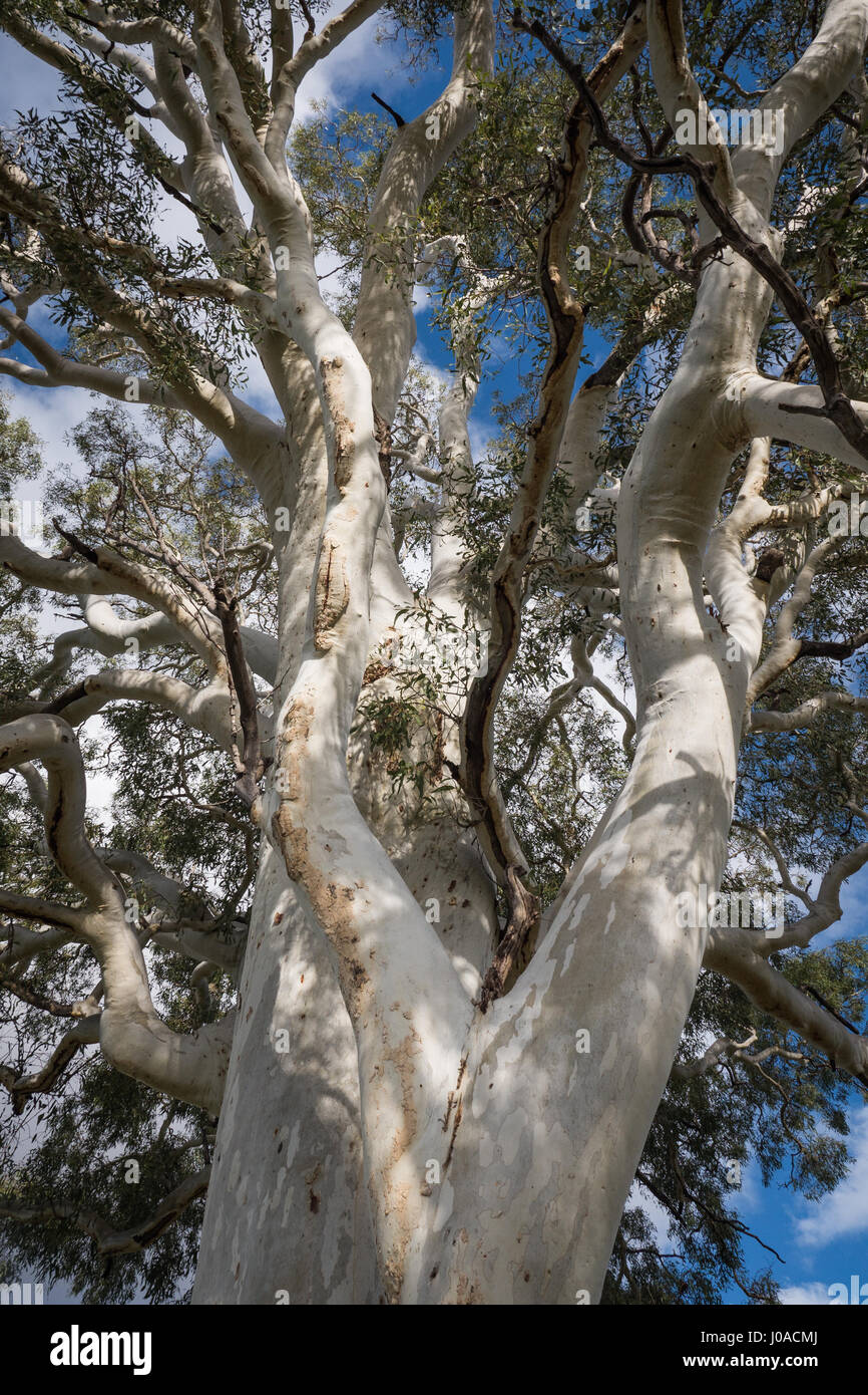 Ghost Gum Tree Stock Photos & Ghost Gum Tree Stock Images - Alamy