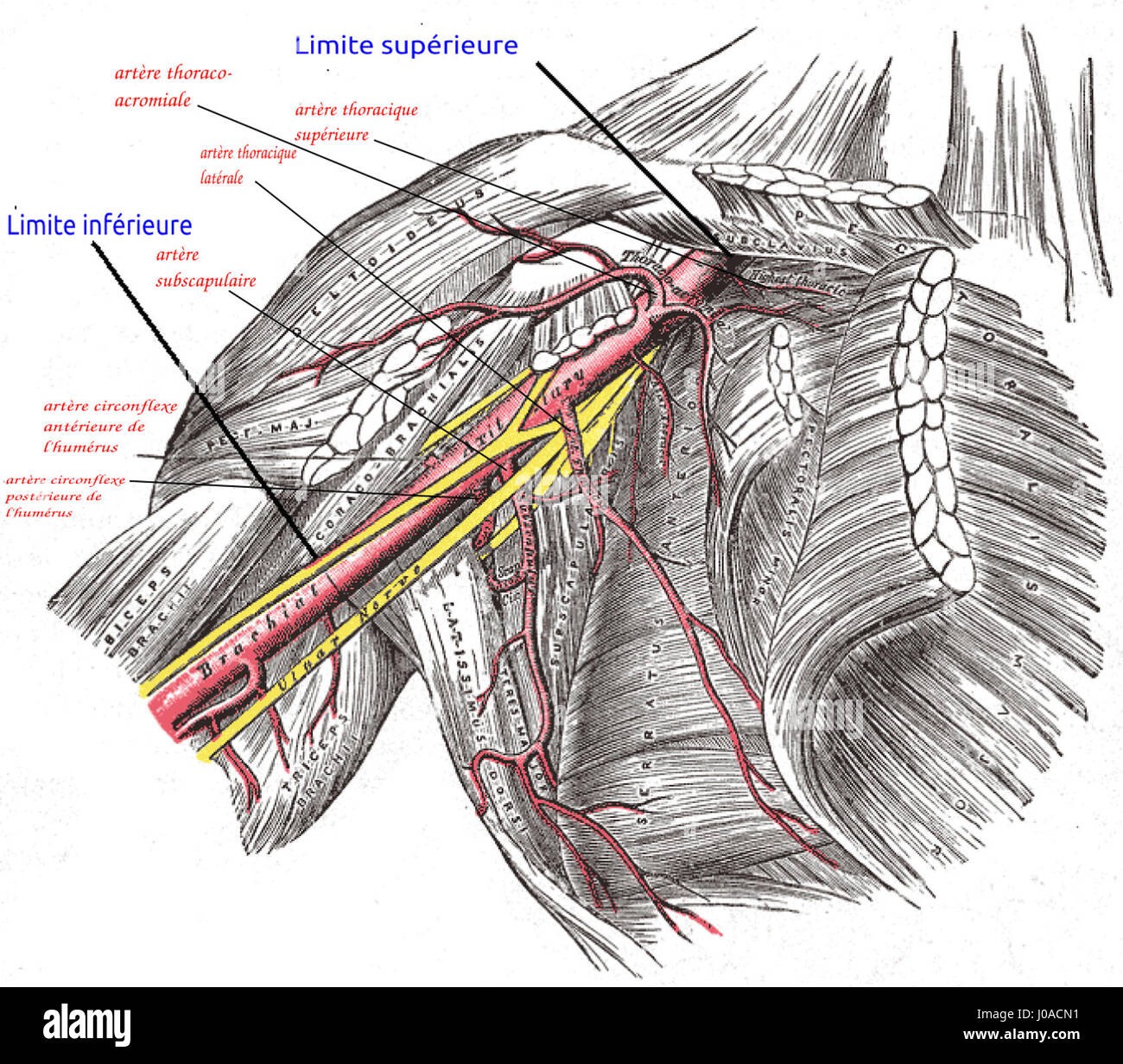 Axillaire hi-res stock photography and images - Alamy