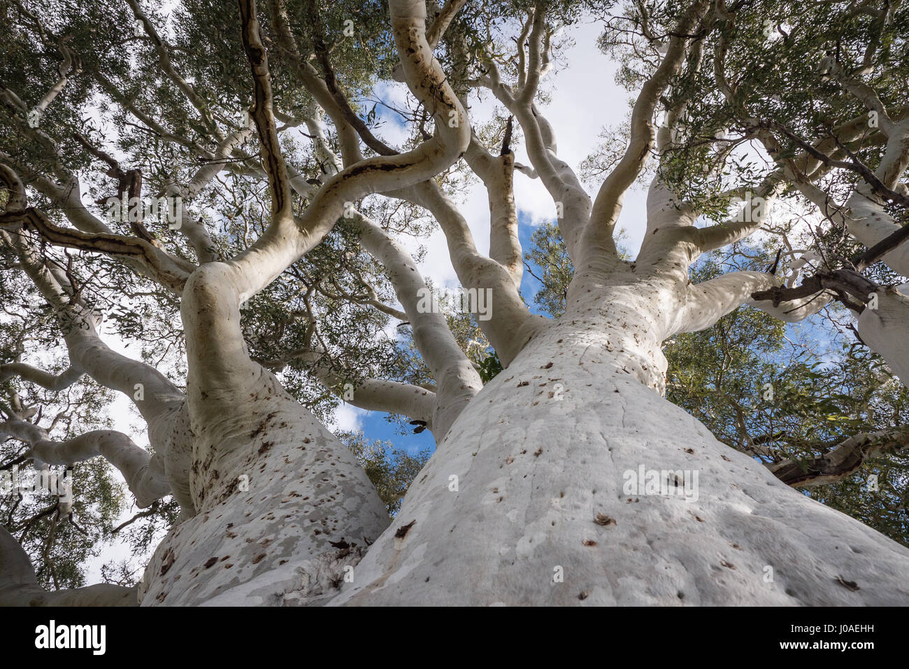 Alice springs Simpsons Gap ghost gum Northern Territory Stock Photo - Alamy