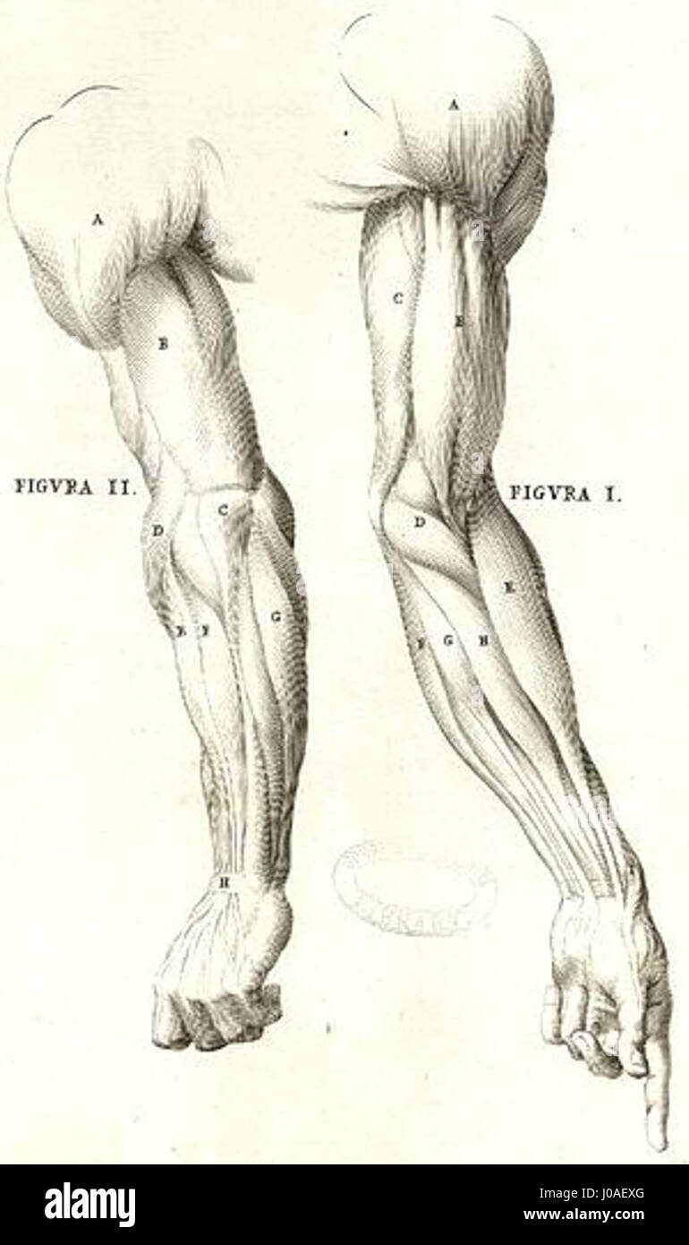 ‘Muscul brać’ appears to be a fragmentary or lesser-known text, with possible relevance to ...