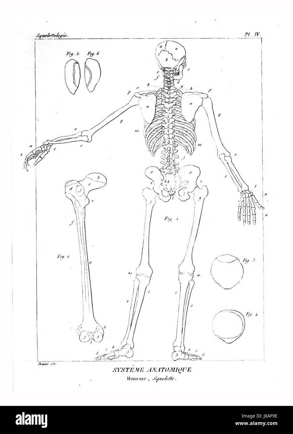 Human body anatomy diagram art hi-res stock photography and images - Alamy