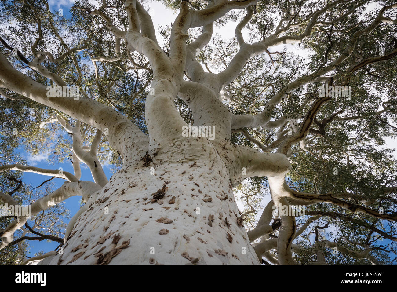 Alice springs Simpsons Gap ghost gum Northern Territory Stock Photo - Alamy