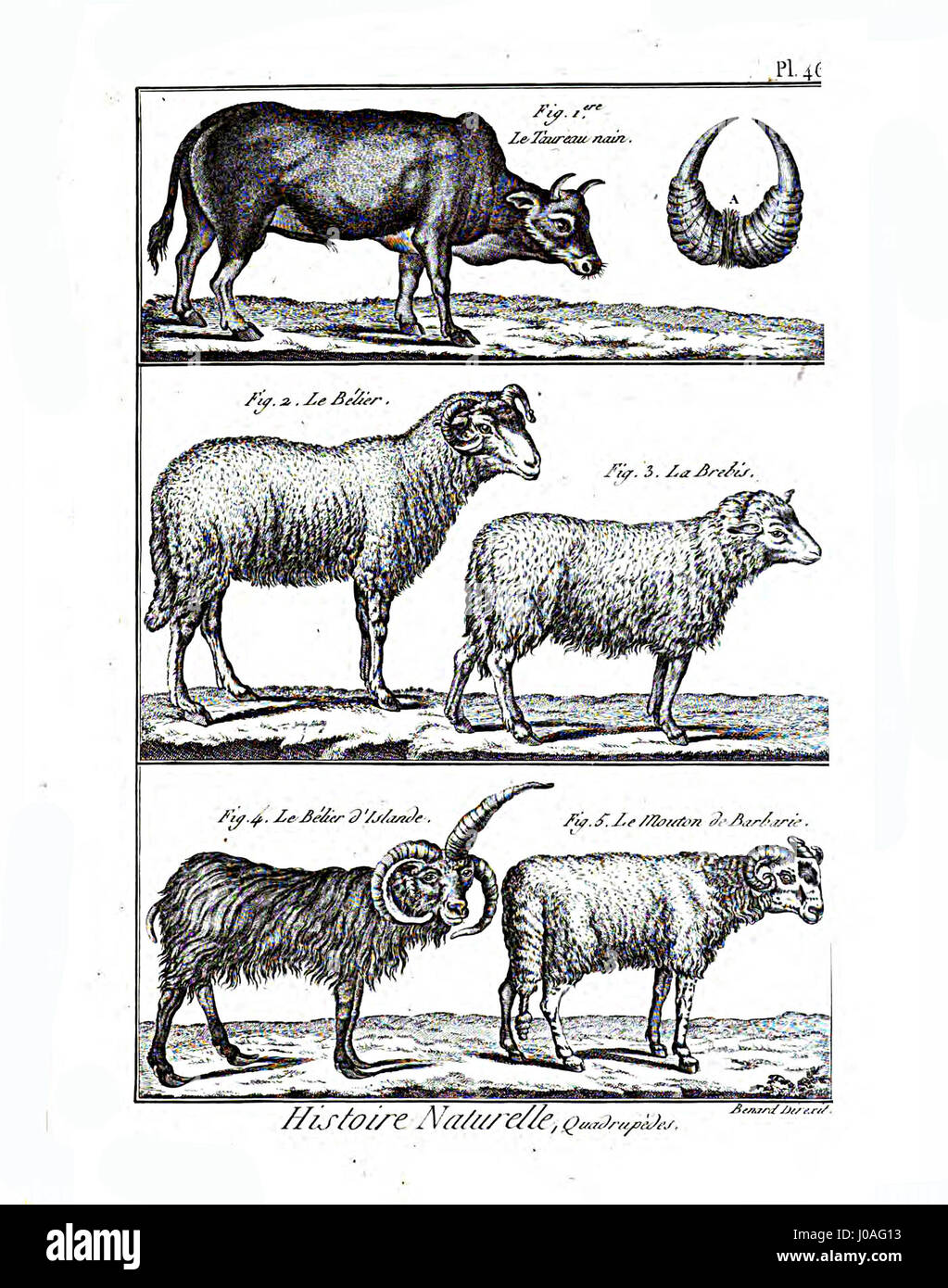 'Encyclopédie méthodique' is an illustrated encyclopedia of mammalogy ...