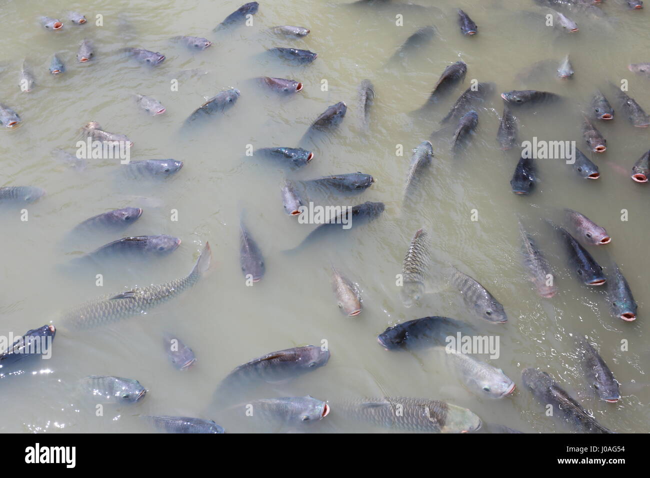 freshwater fish is lacking oxygen because industrial wastewater Stock ...