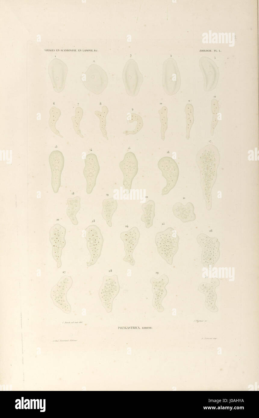This document or illustration from the scientific expedition to ...