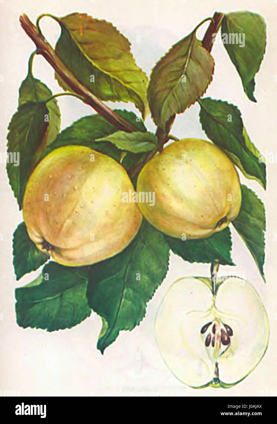 Andreas Georgios Michaelidis’s *Sotir Theia Prostasia* (Savior Divine ...