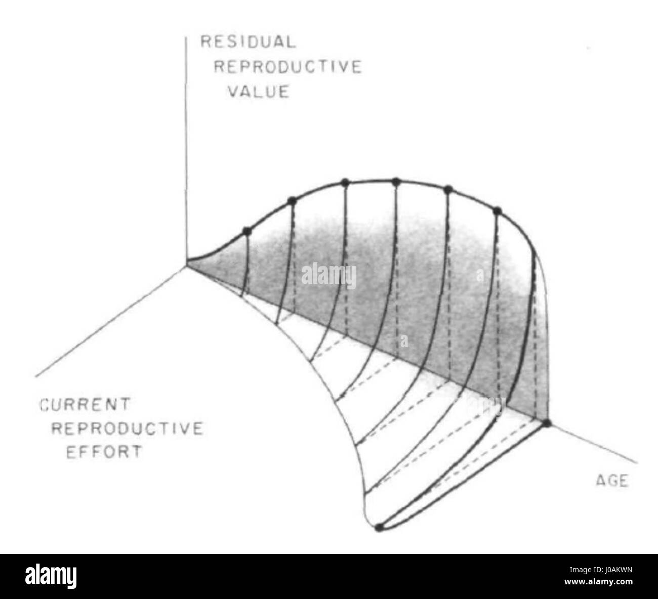 Algorithm theory Black and White Stock Photos & Images - Alamy