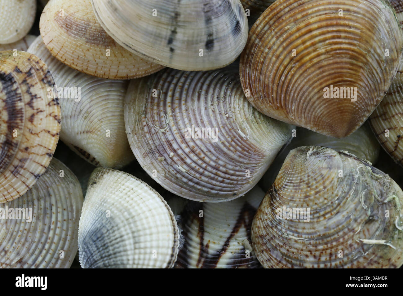 animal sea of RIDGED VENUS CLAM for ingredients cooking in thai foods ...