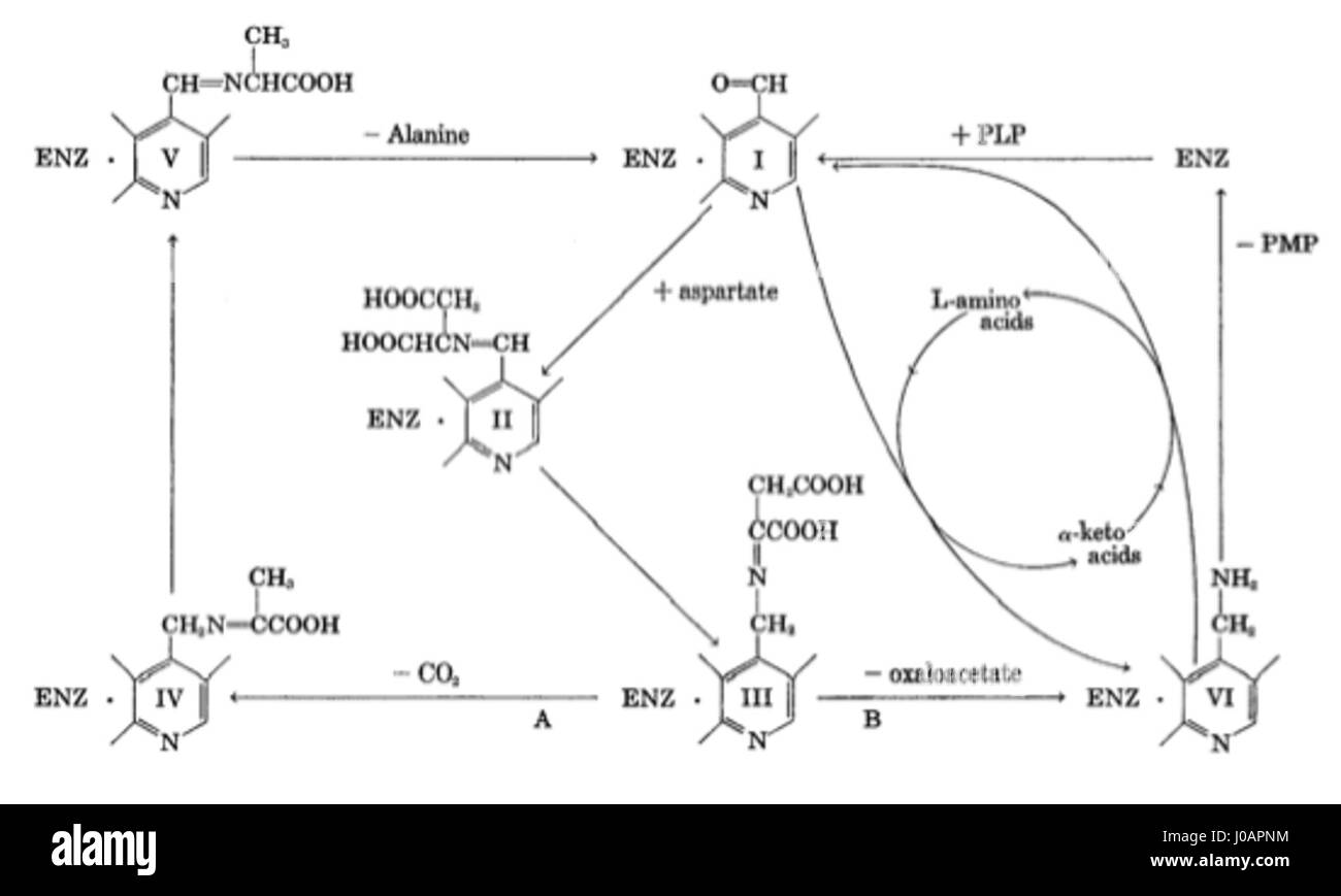 The diagram 'Esquema para la CEB2-descarboxilación y transaminación del ...