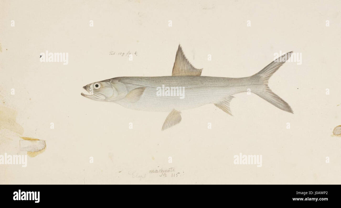 Kawahara Keiga's watercolor and pencil drawing of 'Elops machnata,' a ...