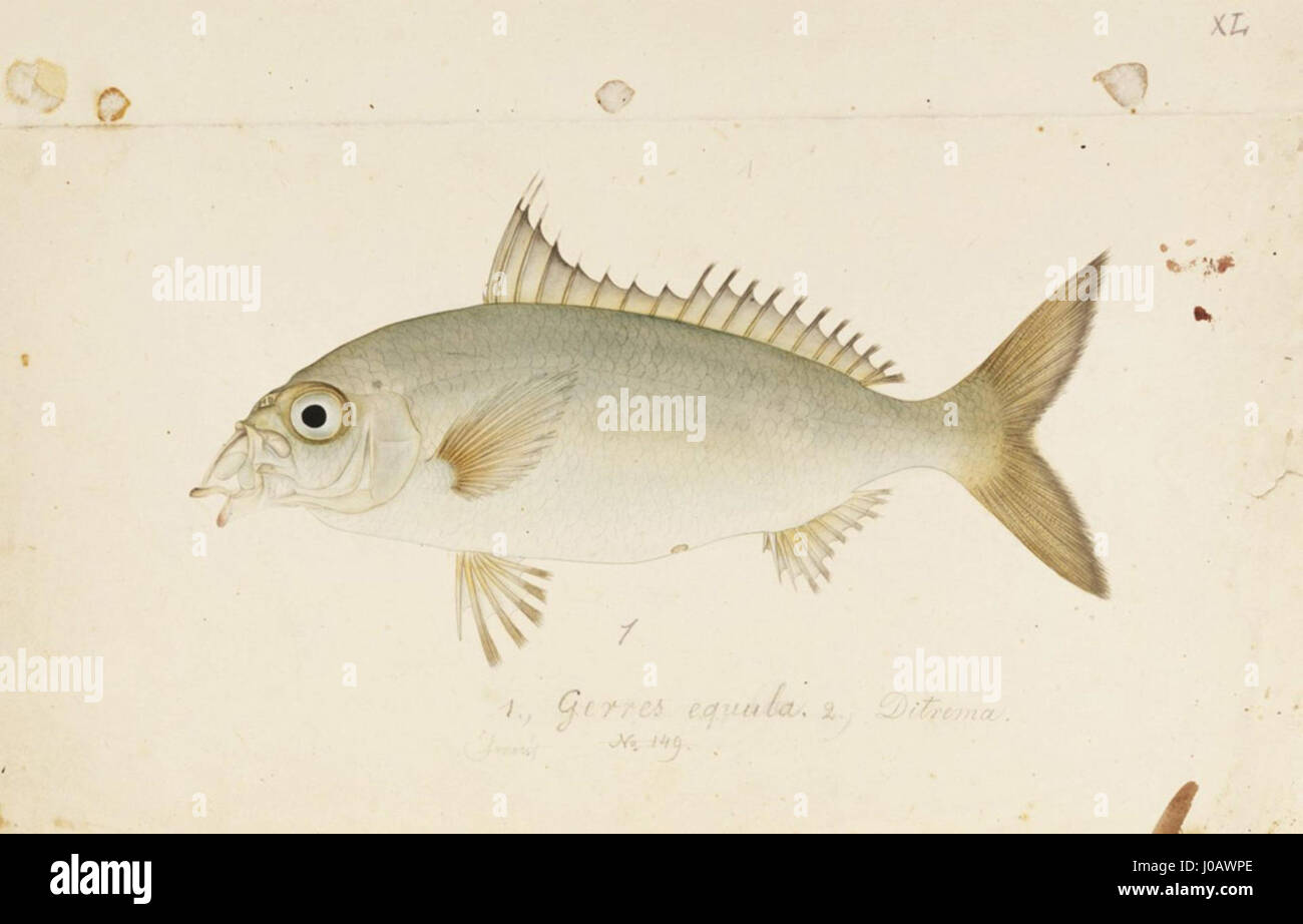 This pencil drawing and watercolour painting by Kawahara Keiga from the ...