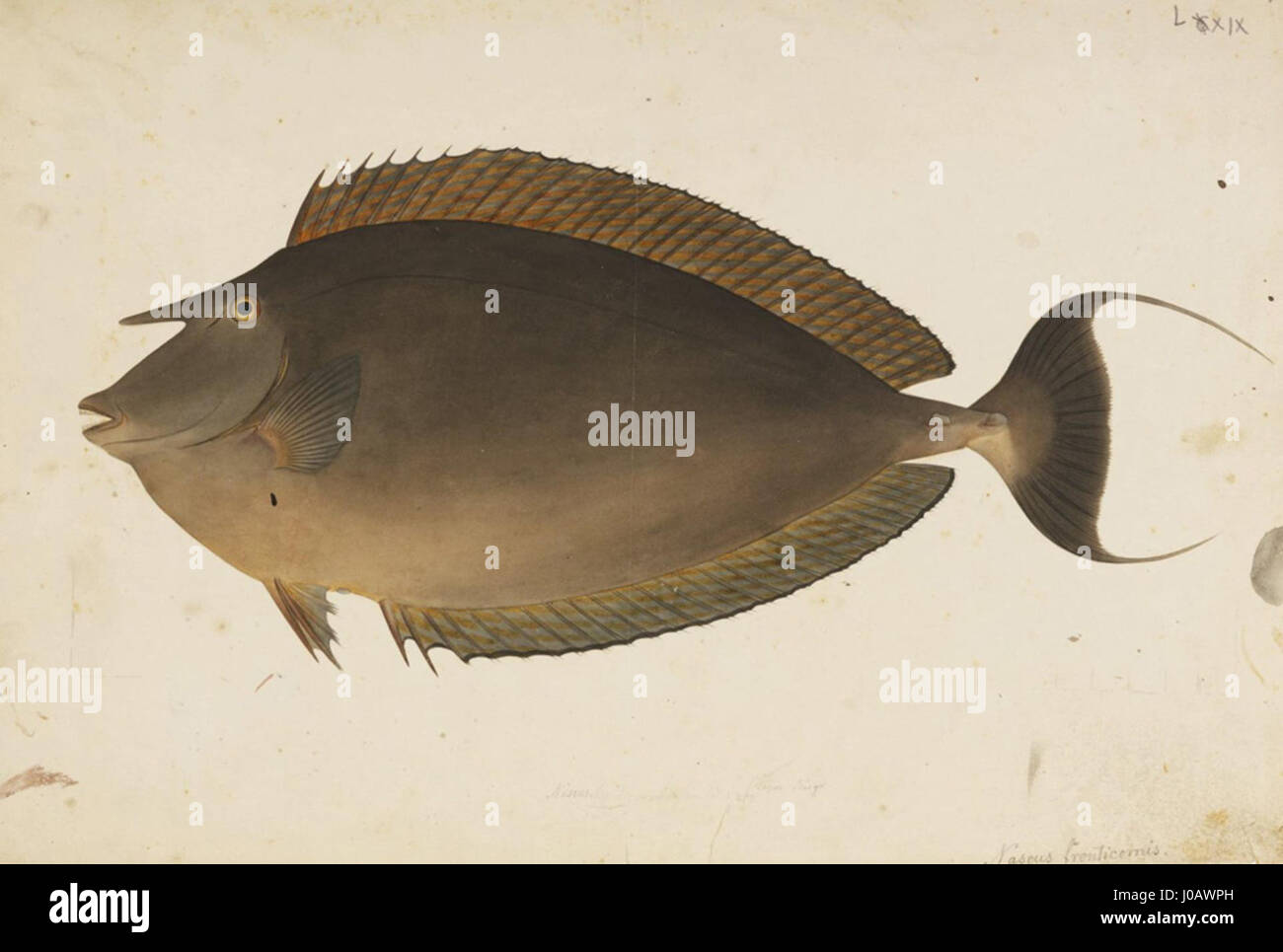 Kawahara Keiga’s drawing of Naso unicornis, a species of fish, is part ...