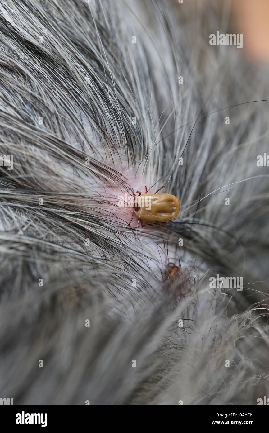 Big Ticks on a dog in cleaning,insects crawling of disease in pets ...