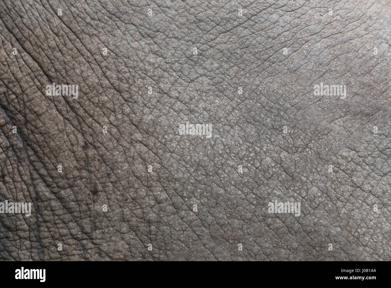 Asian Elephant Skin of rough Texture for design background Stock Photo ...