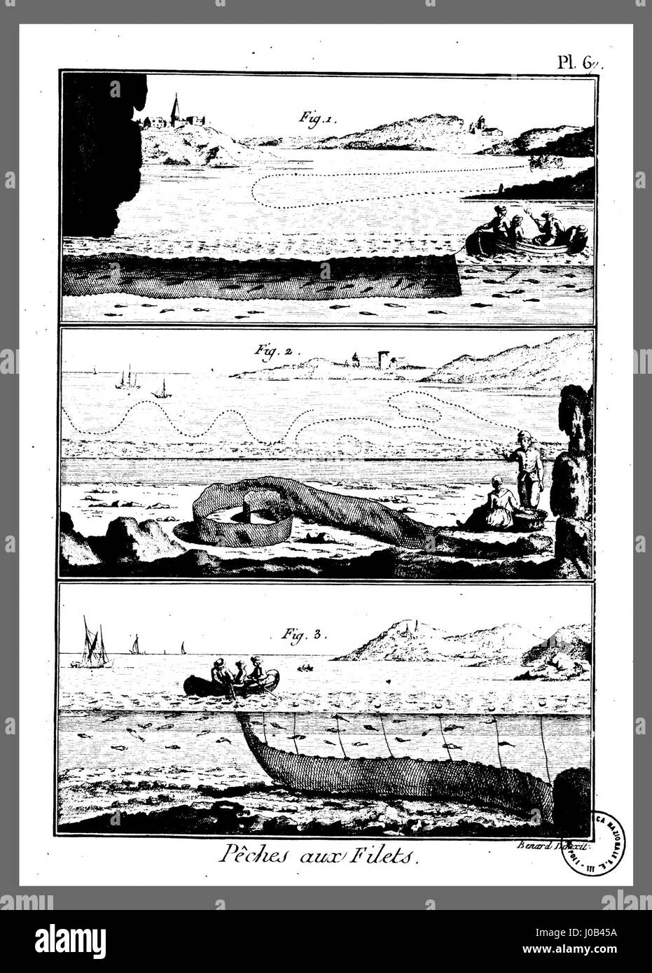 Detailed scientific depiction of various fish species hi-res stock ...