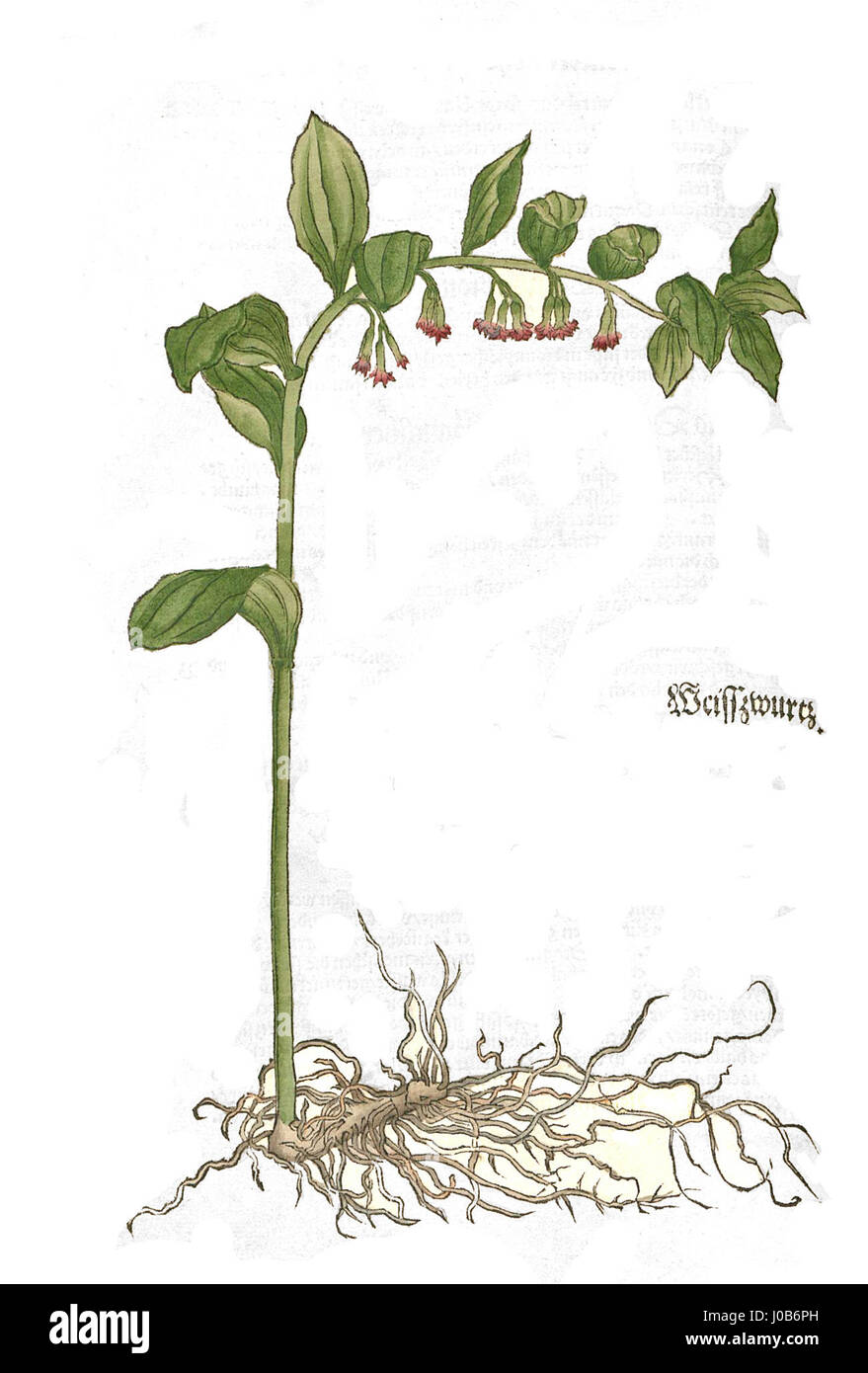 Brunfels High Resolution Stock Photography and Images - Alamy