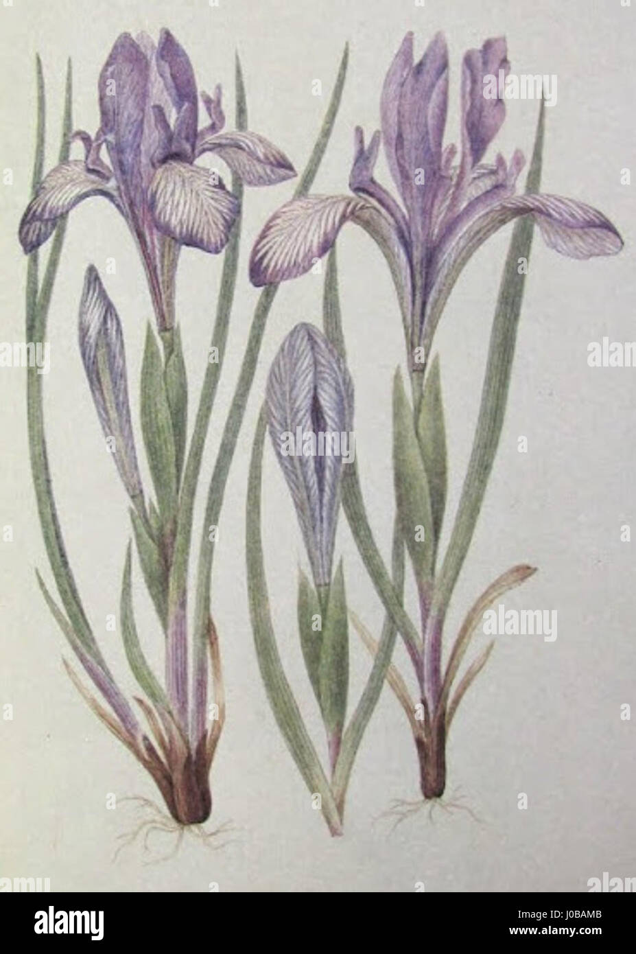 A 19th-century lithograph titled 'Die Kinder der Huldigung. Ein Bild ...