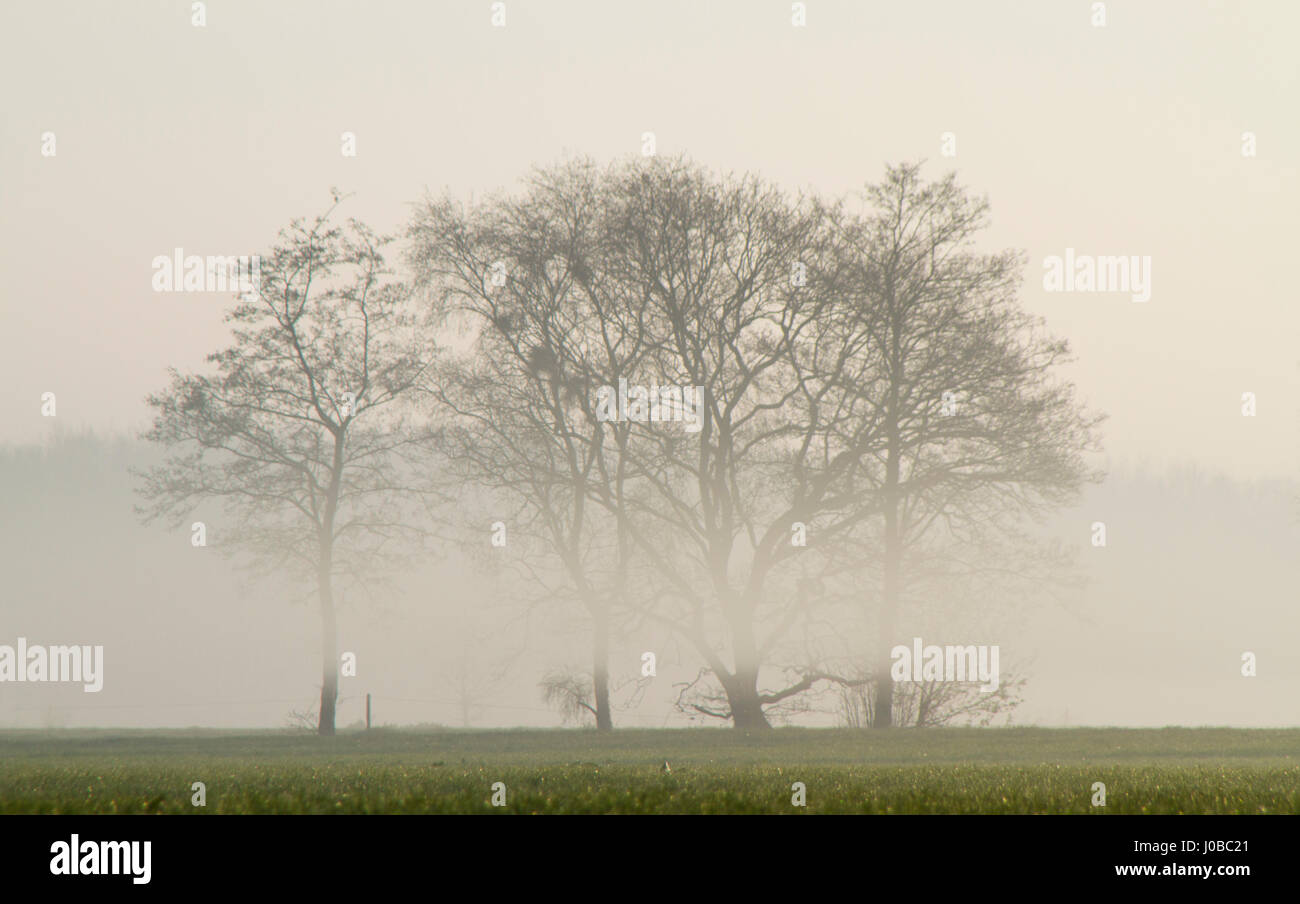 Trees in ground mist Stock Photo - Alamy