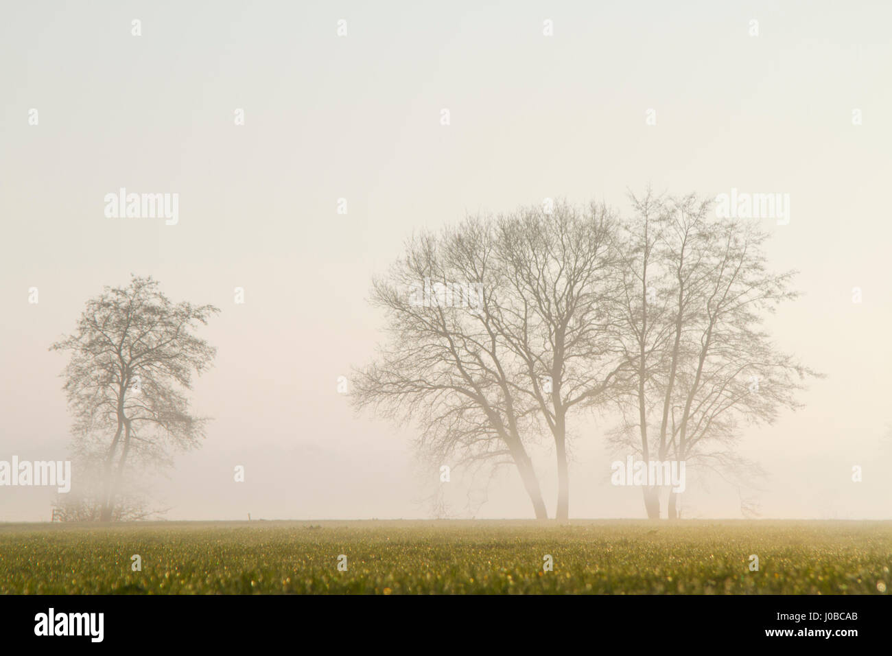 Trees in ground mist Stock Photo - Alamy