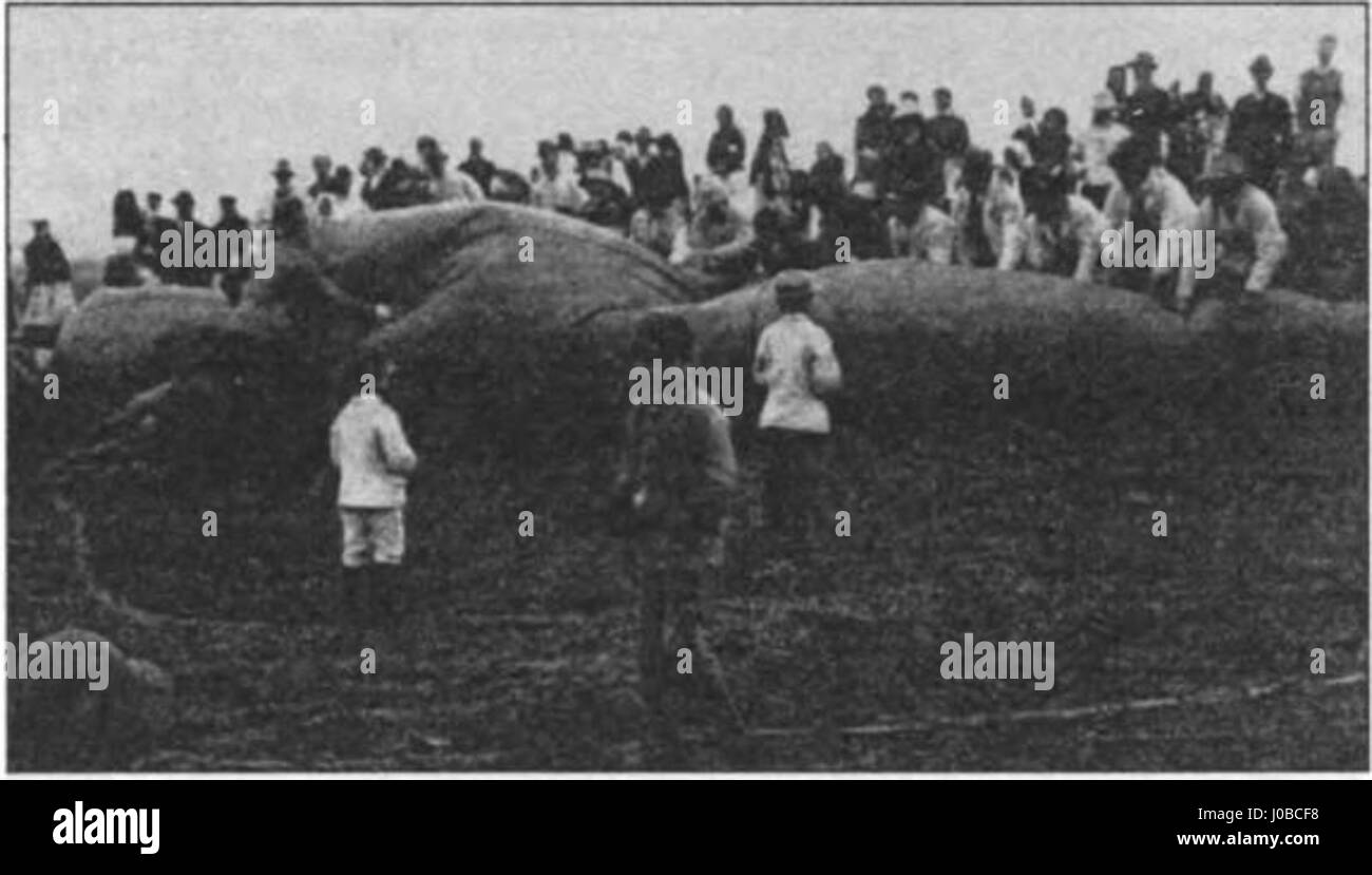 In the russian countryside Black and White Stock Photos & Images - Alamy