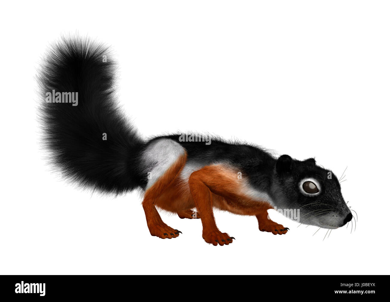 3D rendering of a Prevost's squirrel or Asian tri-colored squirrel ...