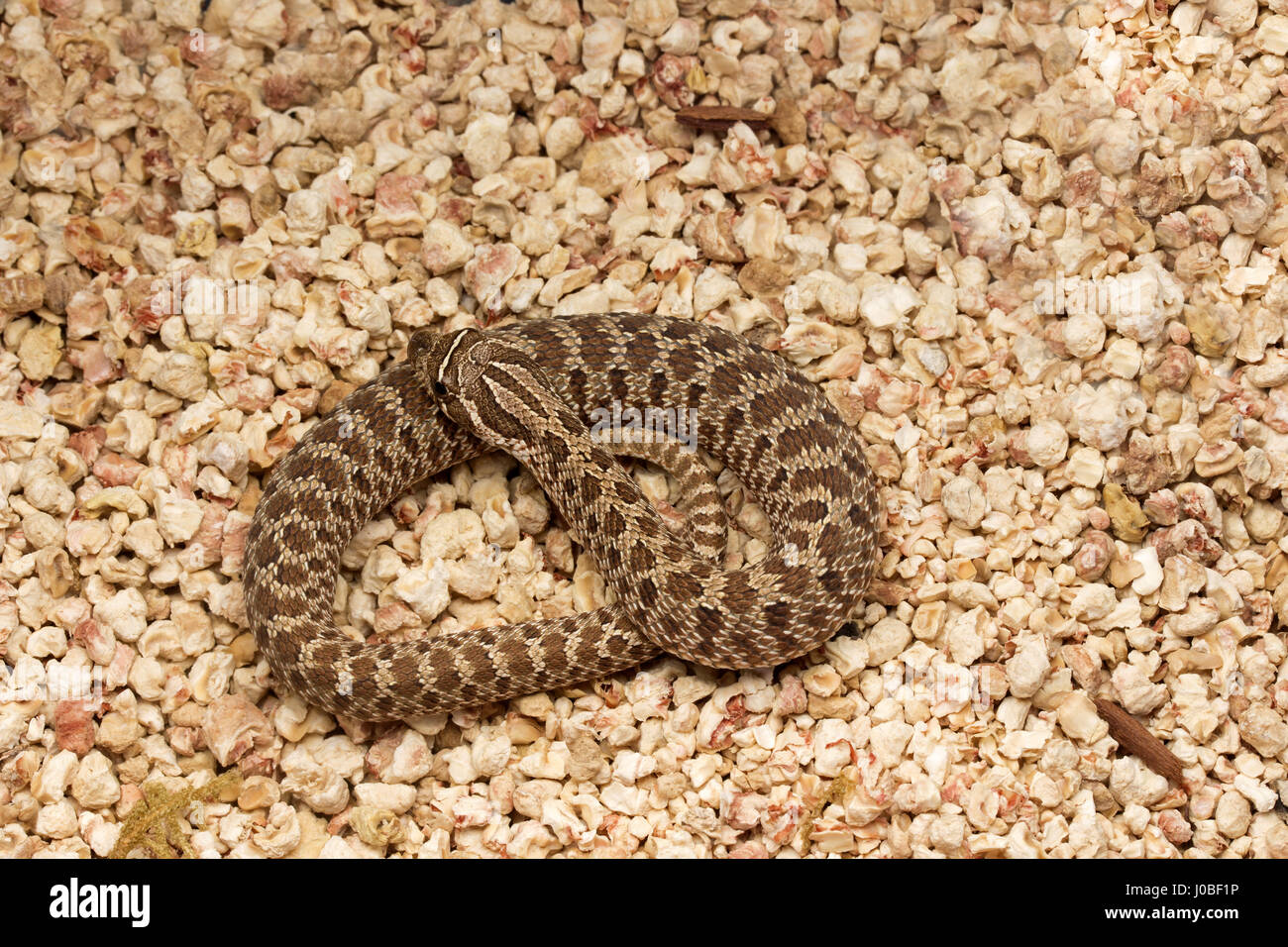 Black hognose snake hi-res stock photography and images - Alamy