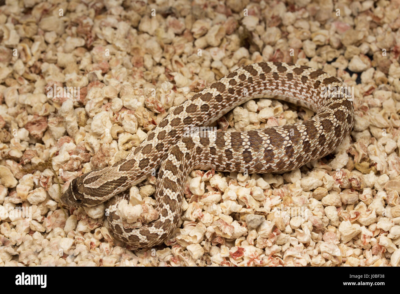 Plains hognose snake hi-res stock photography and images - Alamy