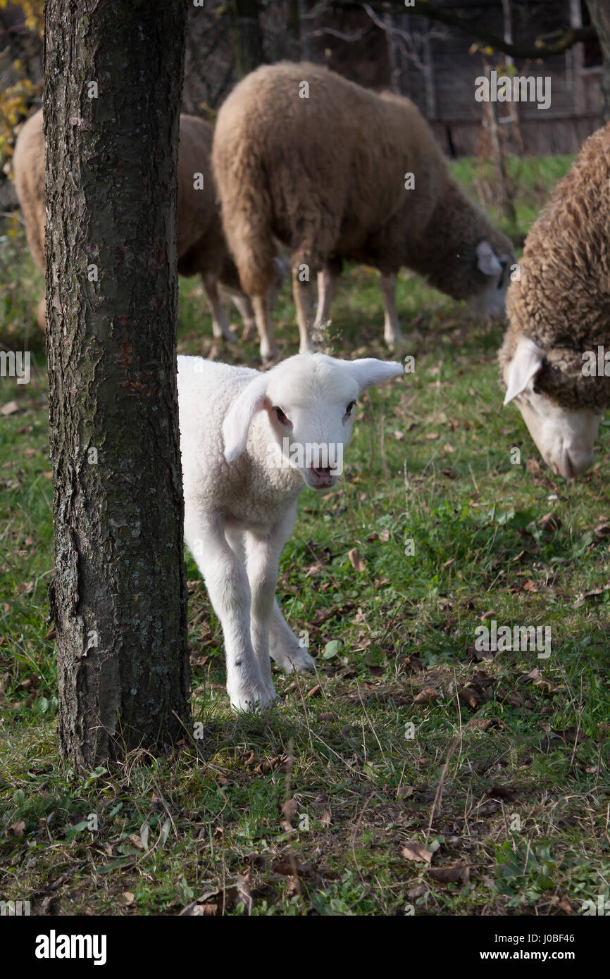 Shy lamb - White lamb hiding behind a tree with sheep in the background ...