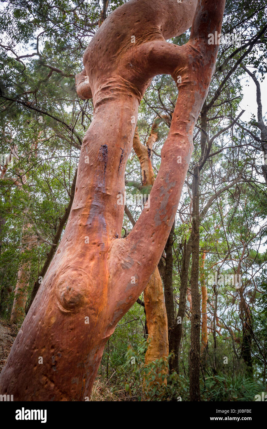 Cross species growth : r/botany