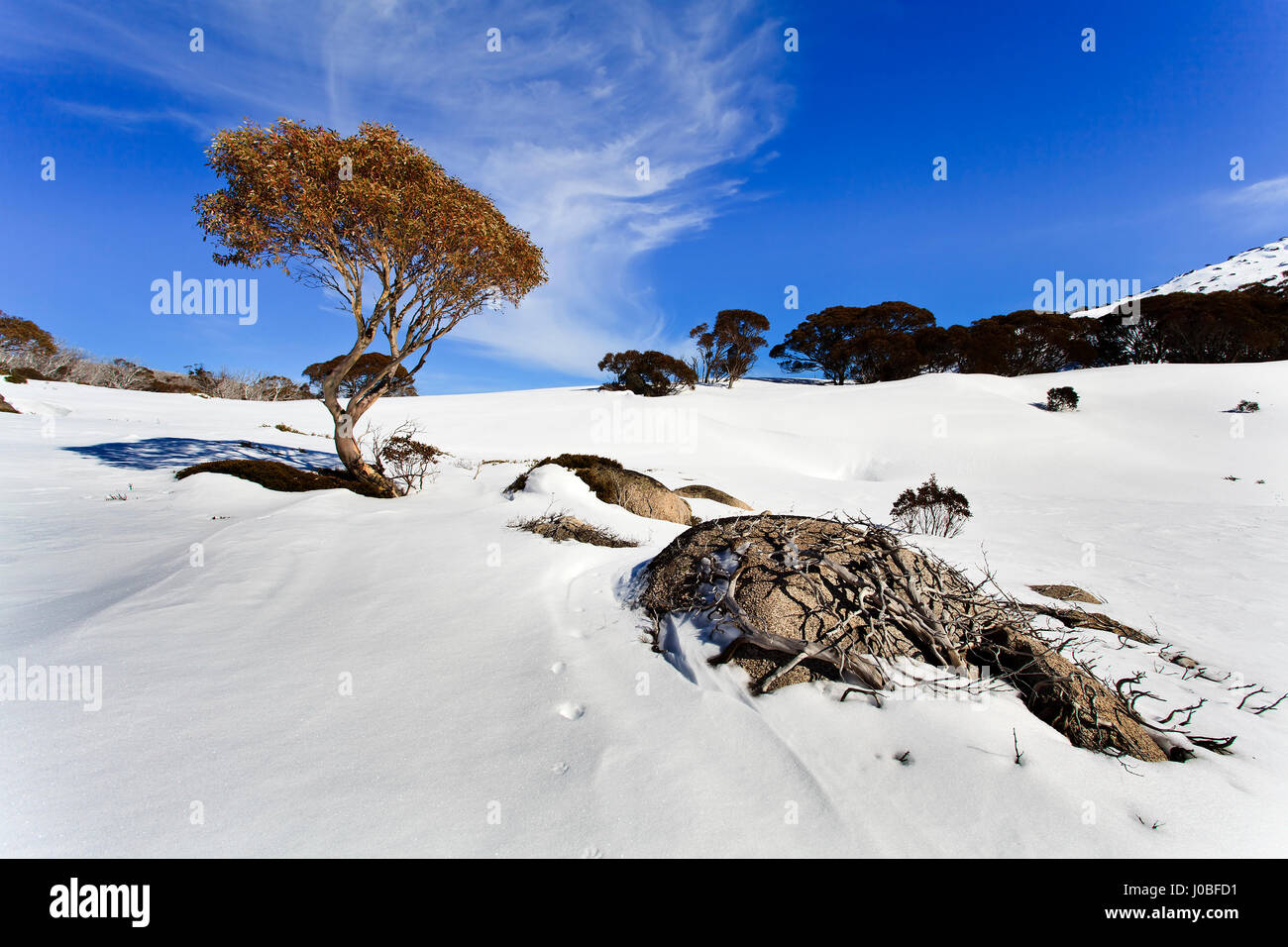 Hillslops of Snowy Mountains national park skiing resorts in Australia ...