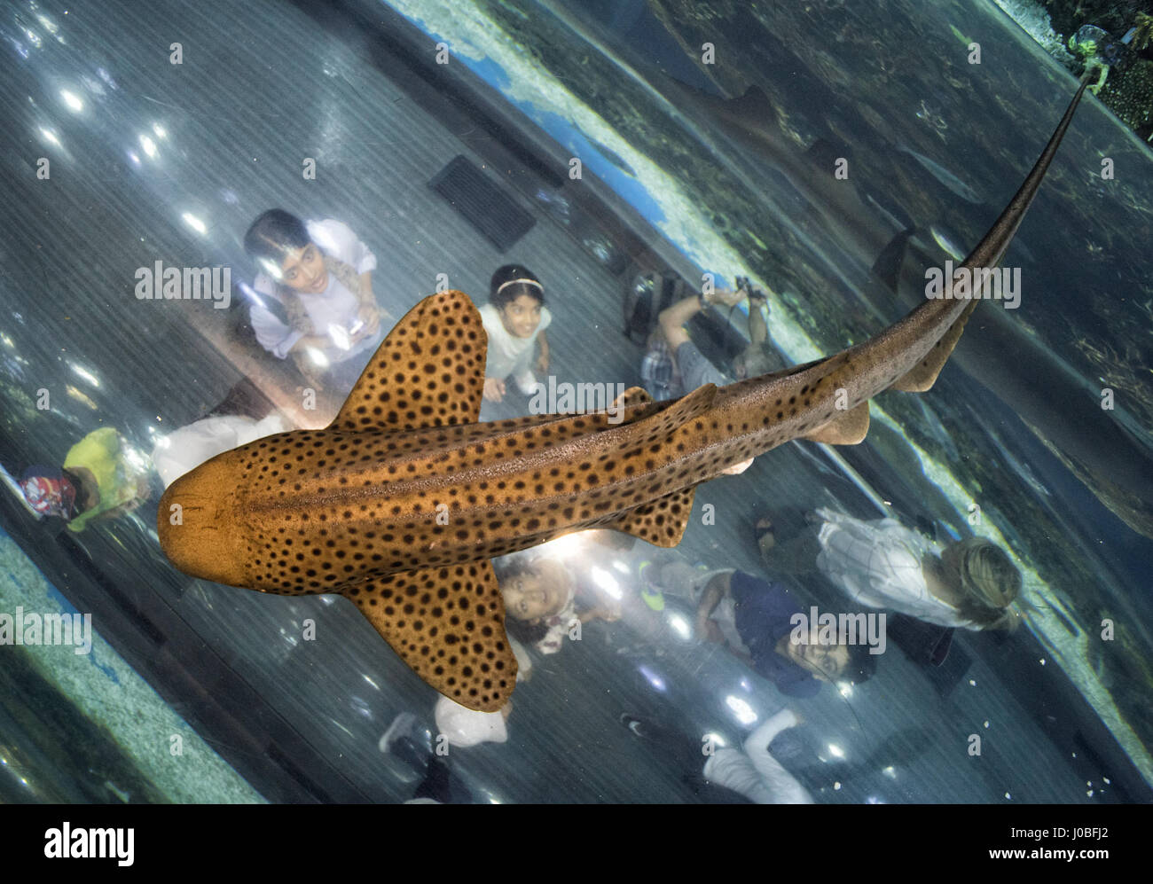 Underwater restaurant dubai hi-res stock photography and images - Alamy
