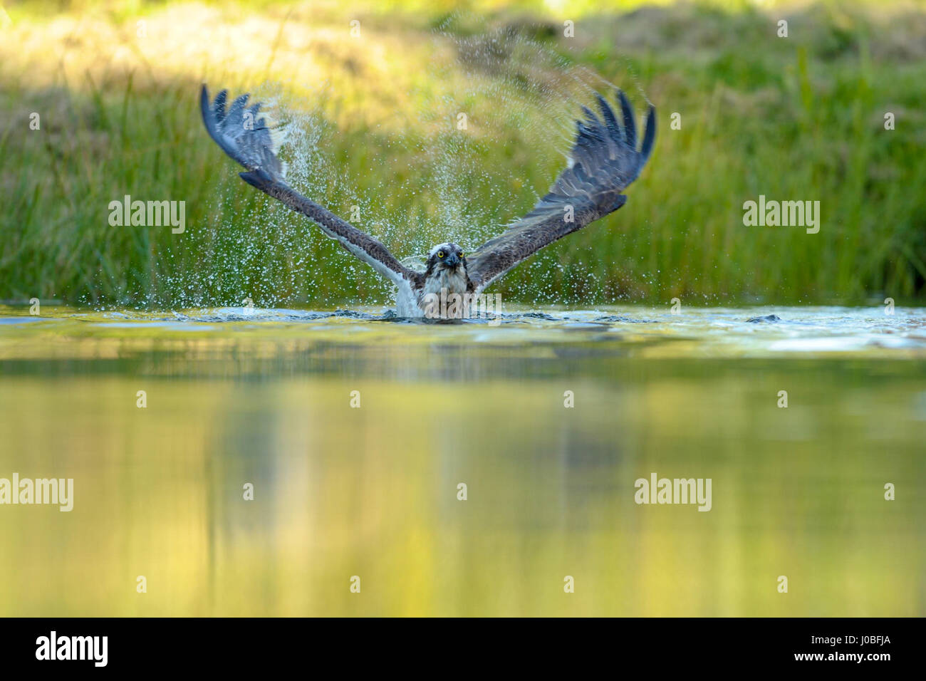 Which has a five foot wingspan hi-res stock photography and images - Alamy