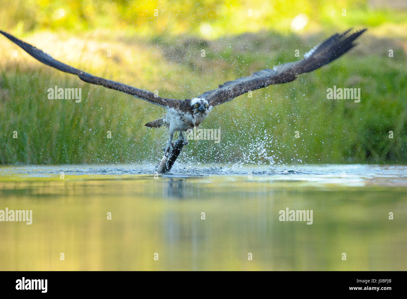 Osprey fishing sequence hi-res stock photography and images - Alamy