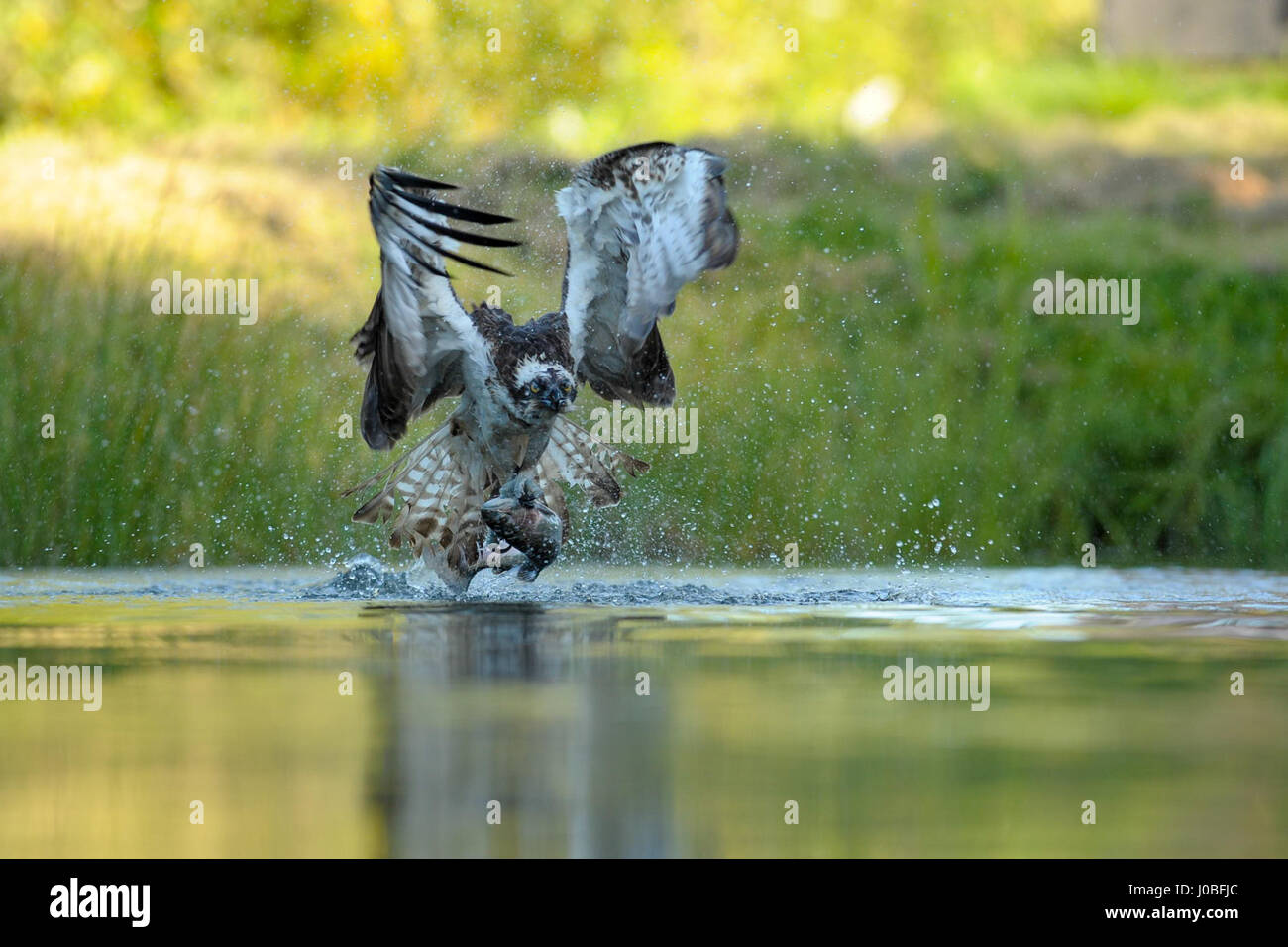 STUNNING pictures have captured an Osprey with a five-foot wingspan ...
