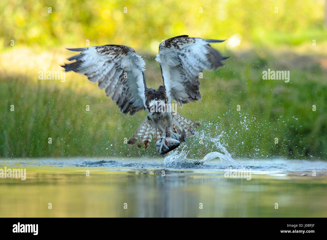 Which has a five foot wingspan hi-res stock photography and images - Alamy