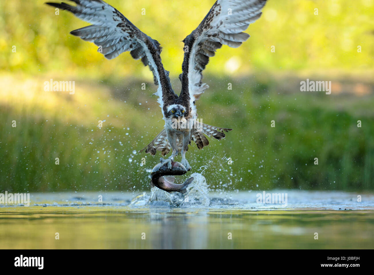 STUNNING pictures have captured an Osprey with a five-foot wingspan ...