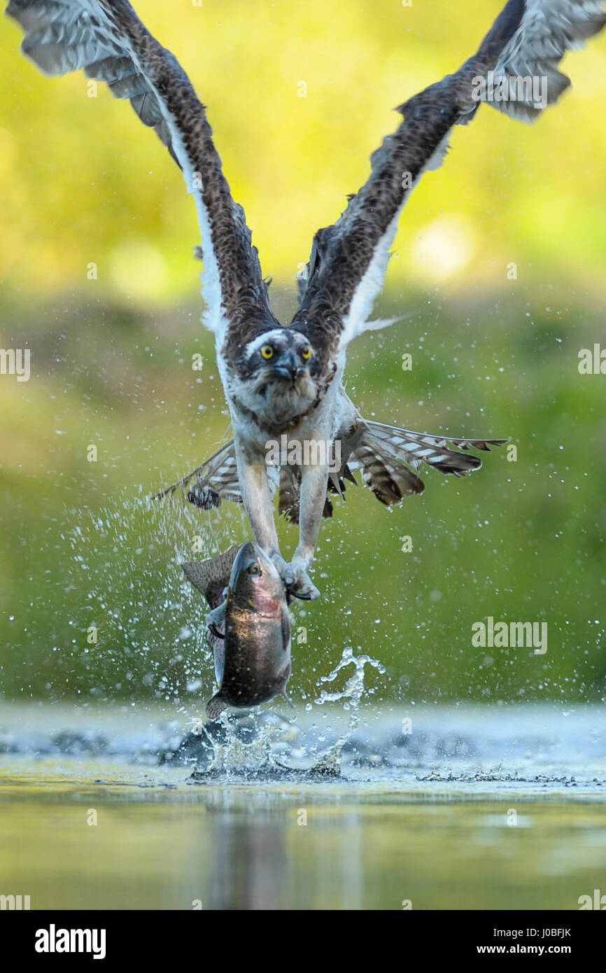 STUNNING pictures have captured an Osprey with a five-foot wingspan ...
