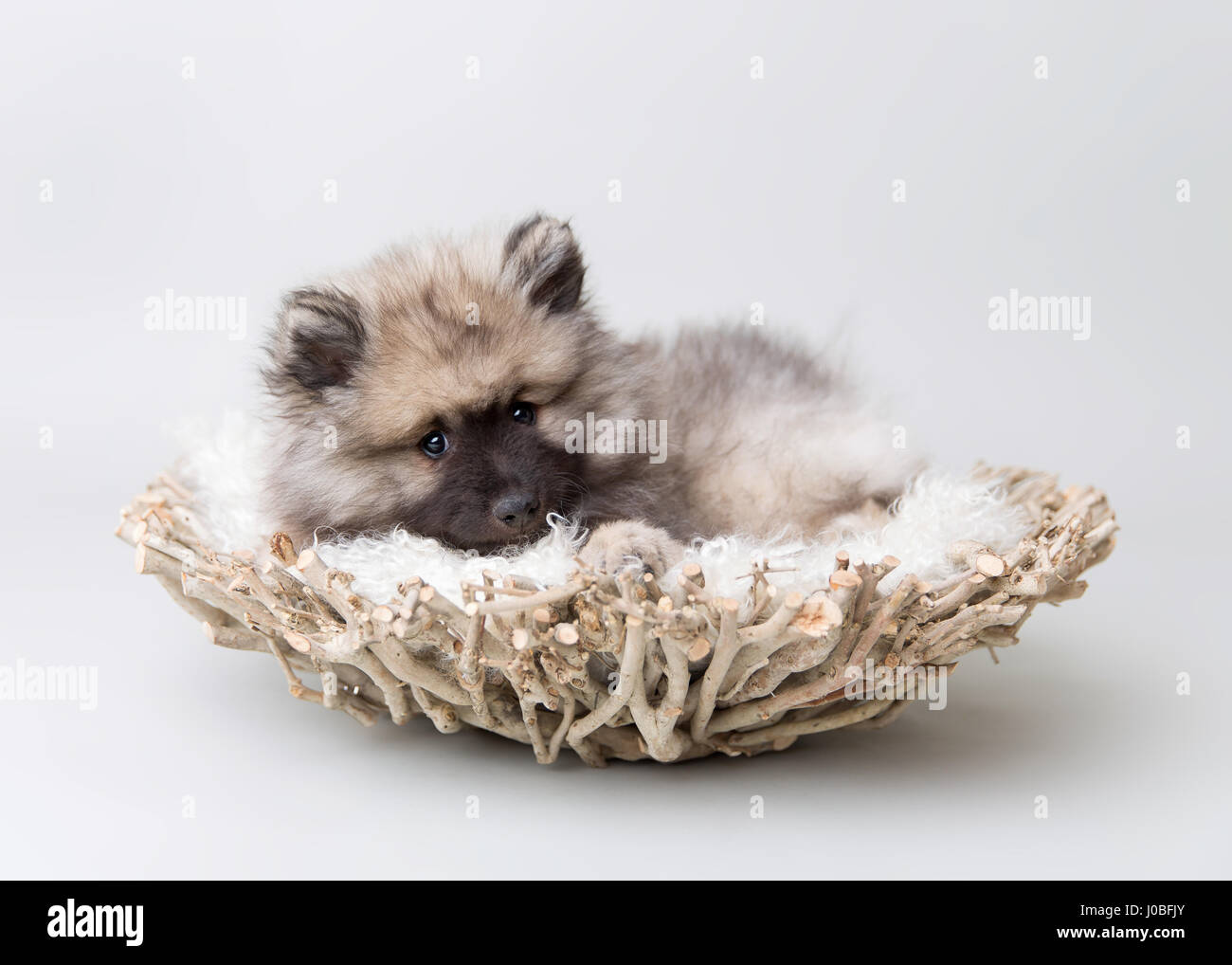 PAMPERED pooches have been hilariously captured for their PAW-traits by ...