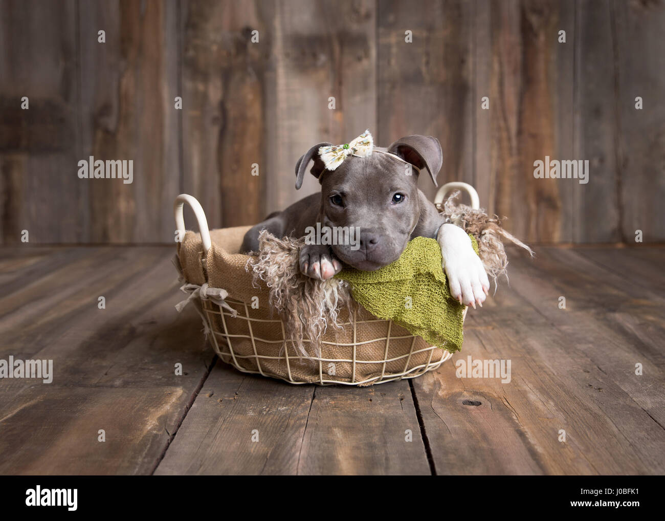 PAMPERED pooches have been hilariously captured for their PAW-traits by ...