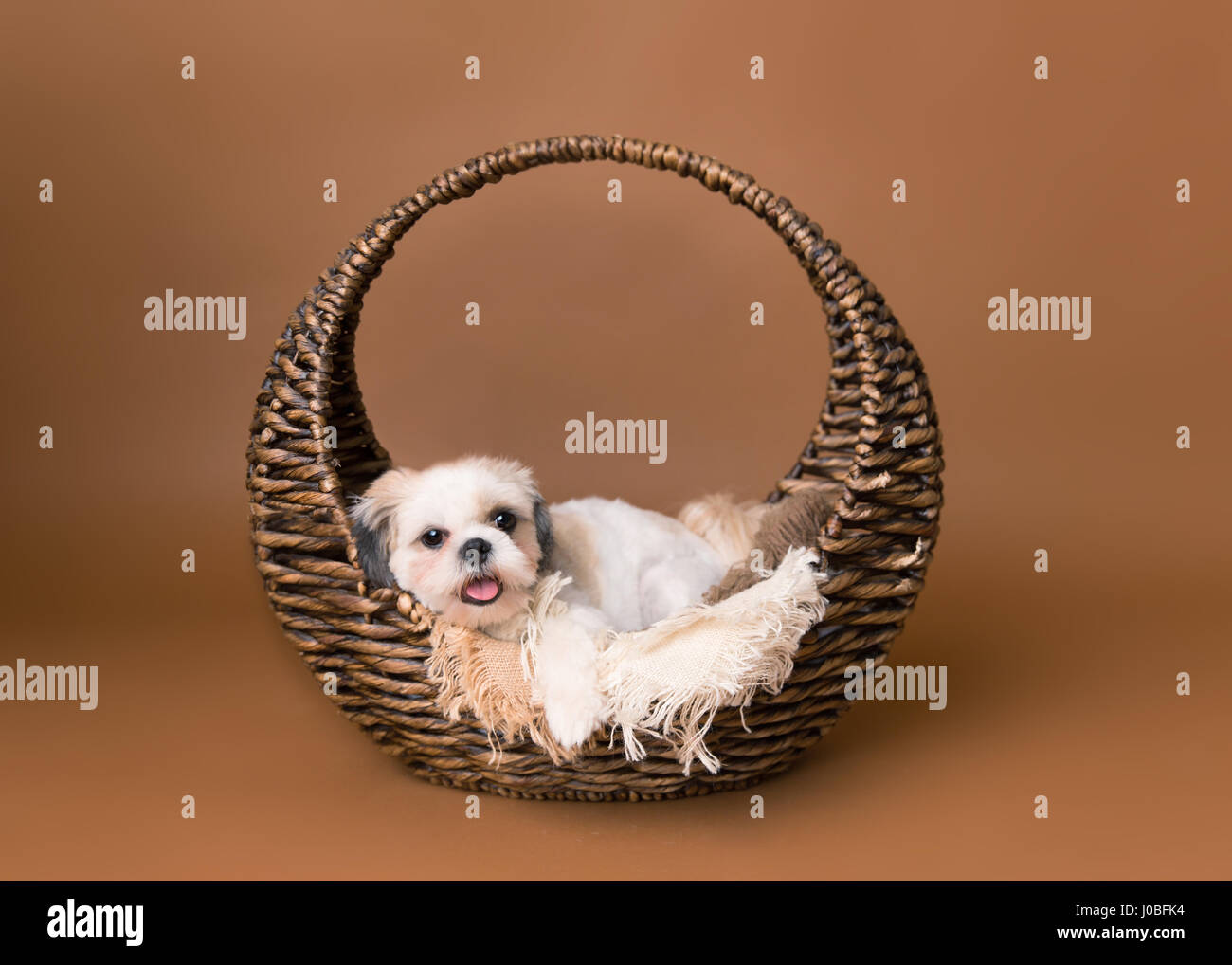 PAMPERED pooches have been hilariously captured for their PAW-traits by ...